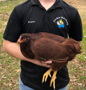 Buckeye Chickens - Baby Chicks for Sale | Cackle Hatchery®