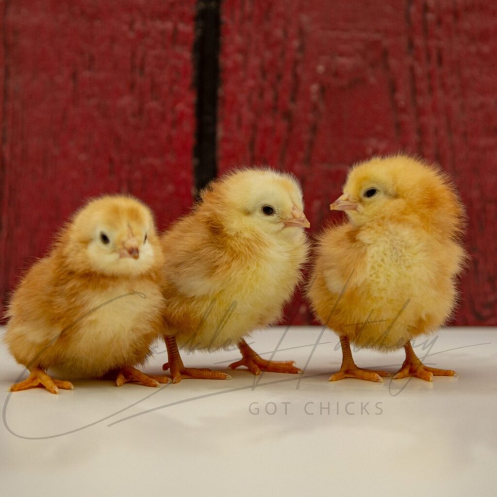 Buckeye Chickens - Baby Chicks for Sale | Cackle Hatchery®