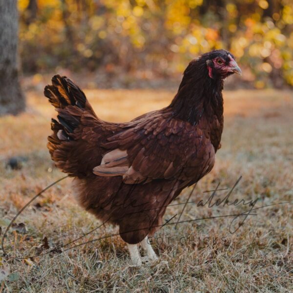 Buckeye Chickens - Baby Chicks for Sale | Cackle Hatchery®