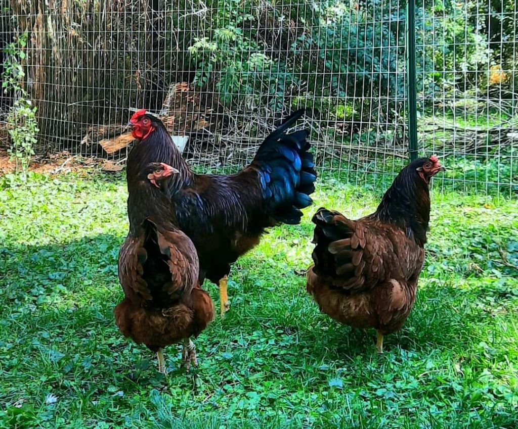 Buckeye Chickens - Baby Chicks for Sale | Cackle Hatchery®