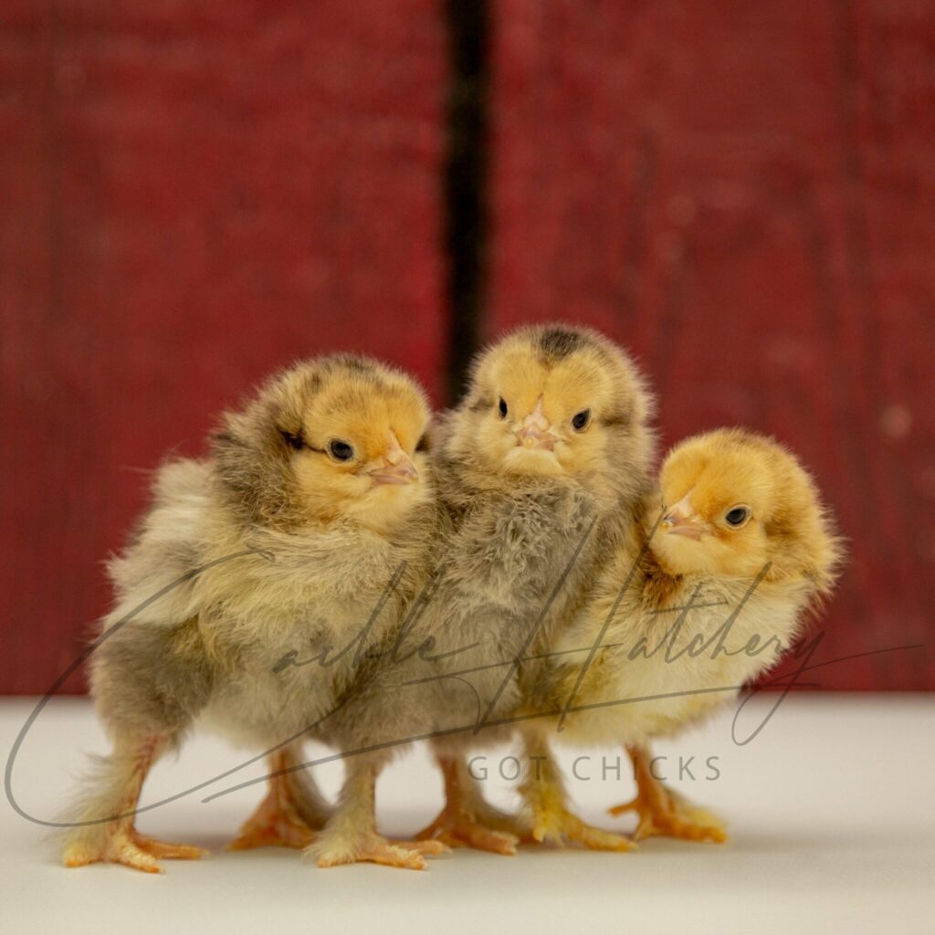 Buff Brahma Chicks - Brown Egg Laying | Cackle Hatchery®