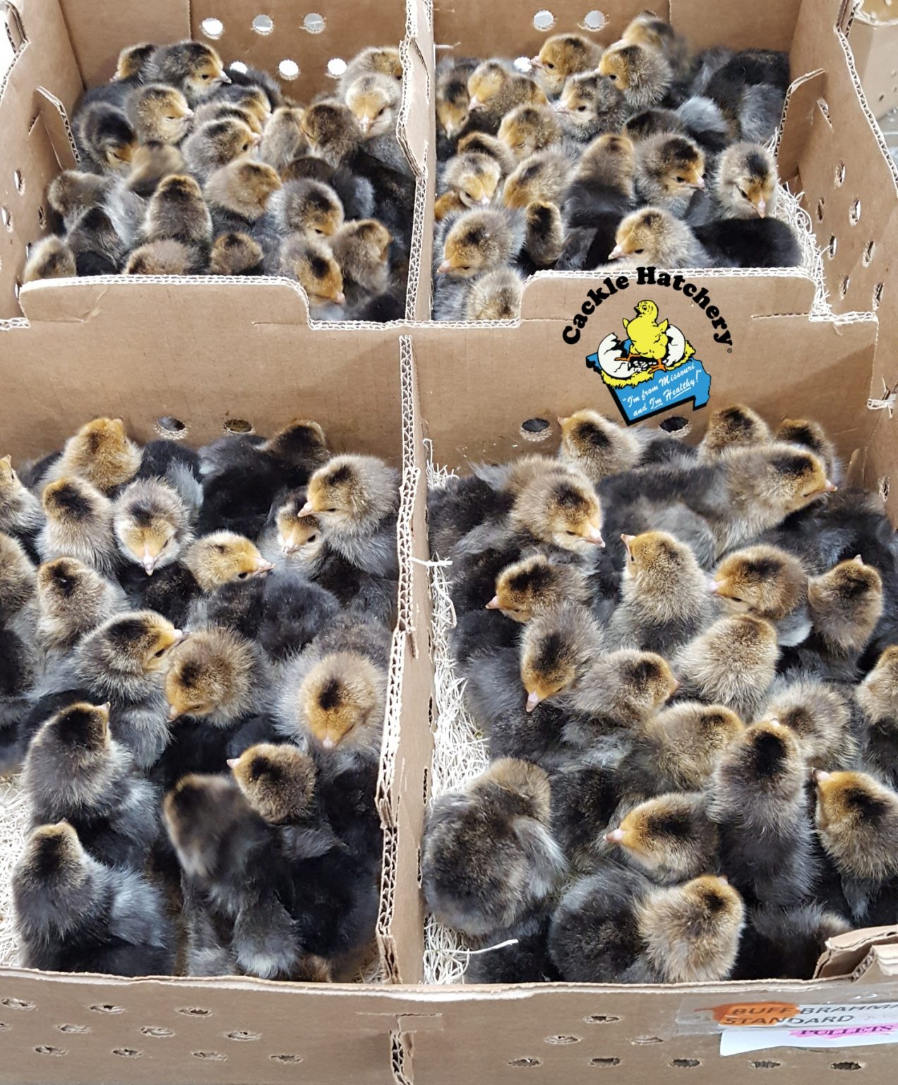 Buff Brahma Chickens - Brown Egg Laying Chicks | Cackle Hatchery®