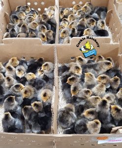 Buff Brahma Chicks - Brown Egg Laying | Cackle Hatchery®