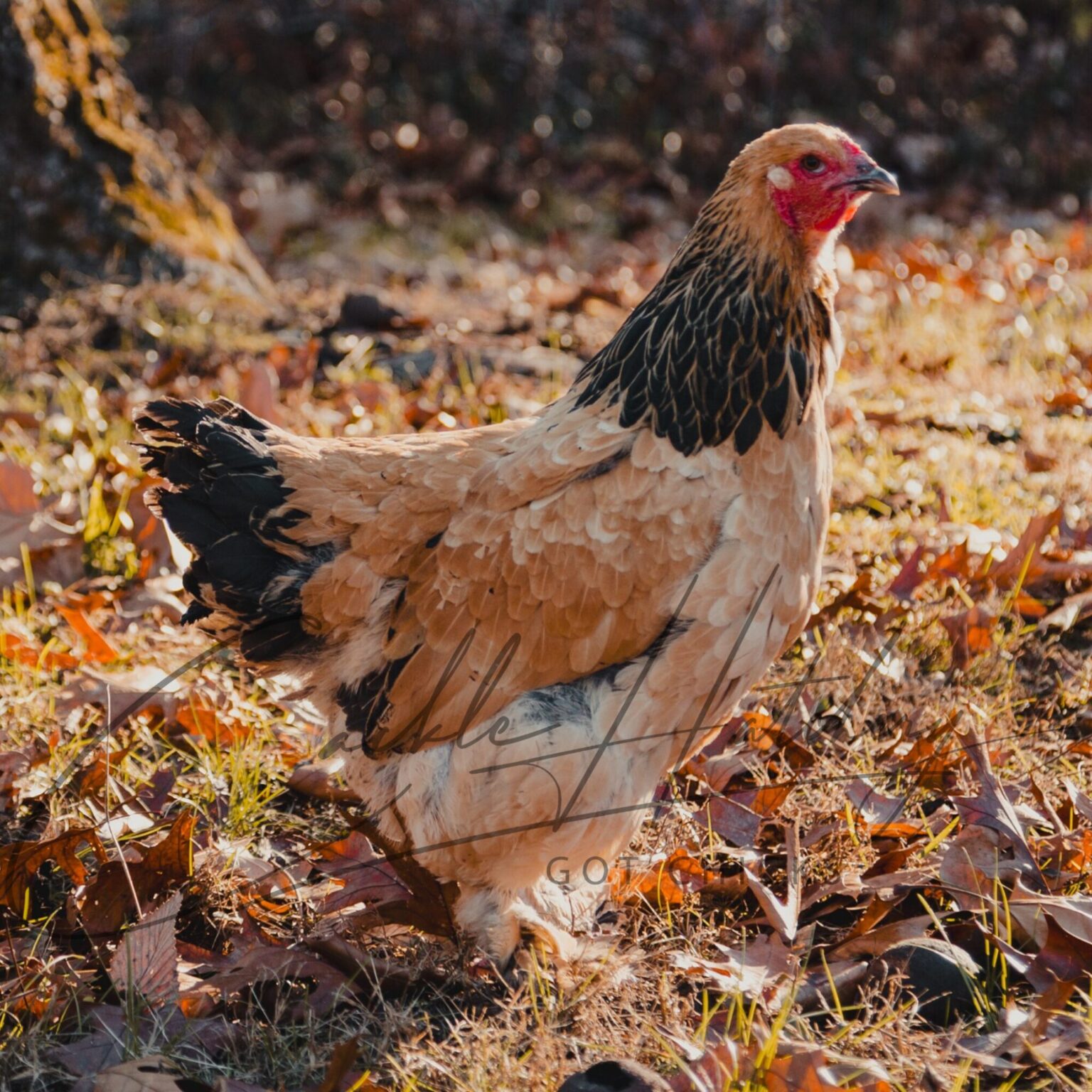 Buff Brahma Chicks - Brown Egg Laying | Cackle Hatchery®