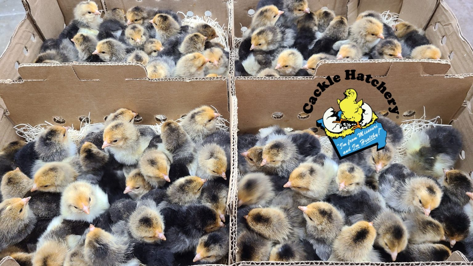 Buff Brahma Chickens - Brown Egg Laying Chicks | Cackle Hatchery®