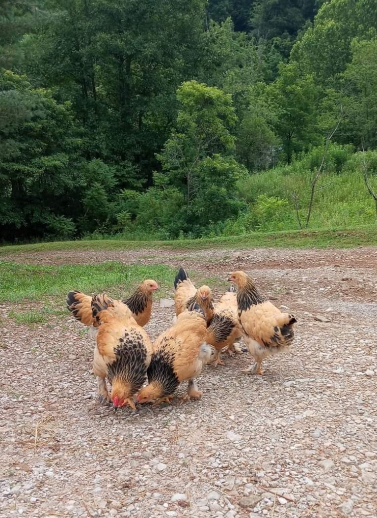 Buff Brahma Chickens - Brown Egg Laying Chicks | Cackle Hatchery®