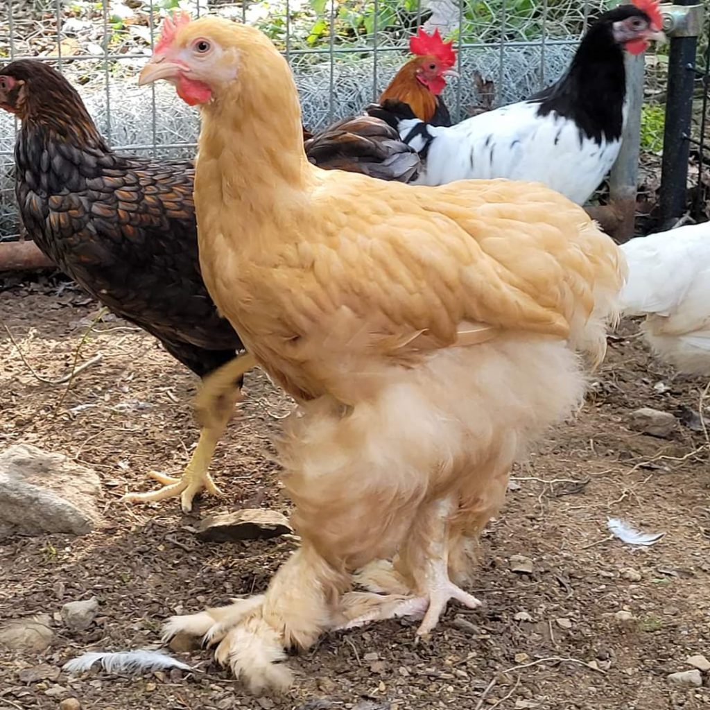 Buff Cochins - Baby Chicks for Sale Online | Cackle Hatchery®