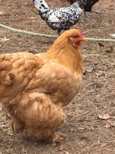 Buff Cochins - Baby Chicks for Sale Online | Cackle Hatchery®