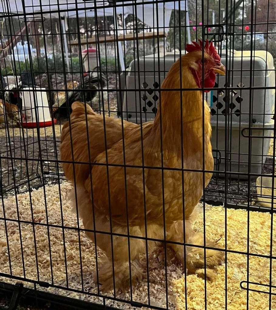 Buff Cochins - Baby Chicks for Sale Online | Cackle Hatchery®