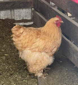 Buff Cochins - Baby Chicks for Sale Online | Cackle Hatchery®
