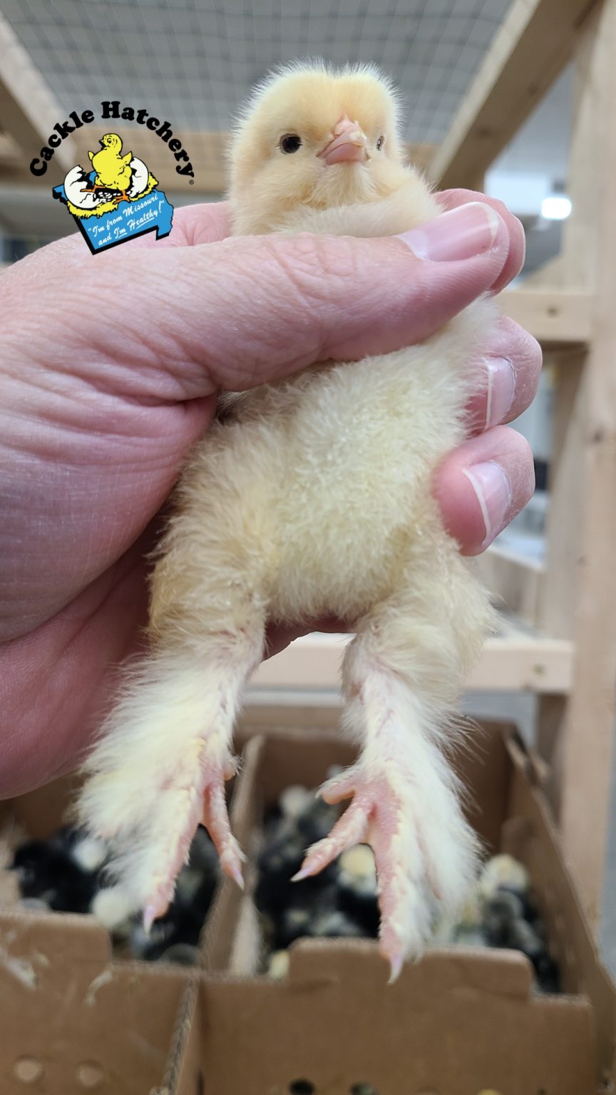 Buff Cochins - Baby Chicks for Sale Online | Cackle Hatchery®