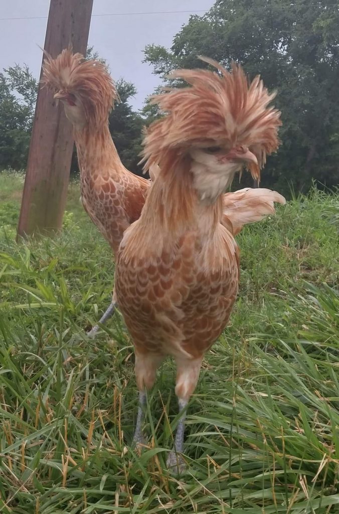 Buff Laced Polish Chicks | White Egg Layers | Cackle Hatchery®