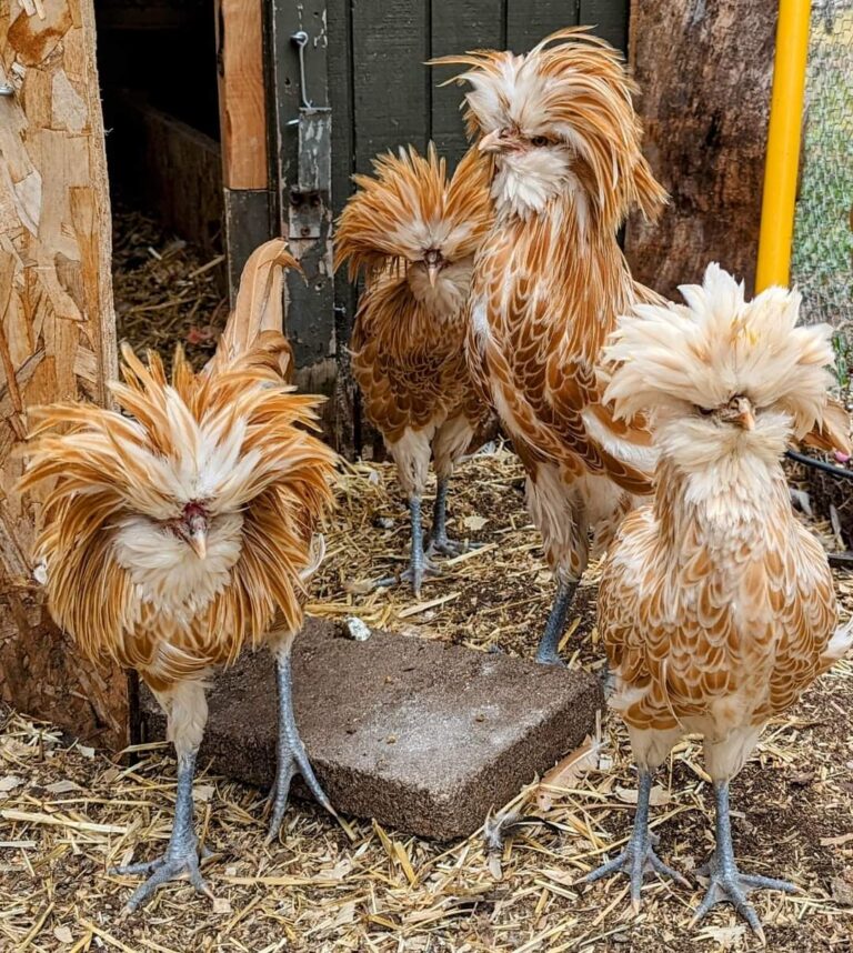 Buff Laced Polish Chicks | White Egg Layers | Cackle Hatchery®