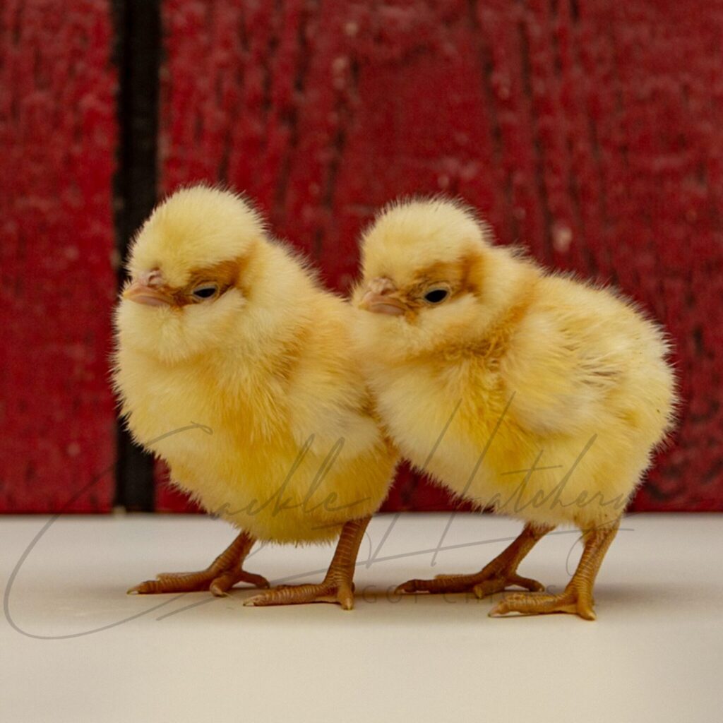 Buff Laced Polish Chicken - Chicks for Sale | Cackle Hatchery®