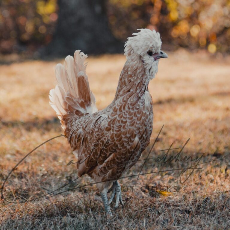 Buff Laced Polish Chicks | White Egg Layers | Cackle Hatchery®