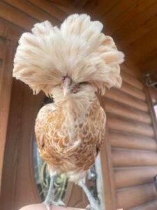 Buff Laced Polish Chicks | White Egg Layers | Cackle Hatchery®