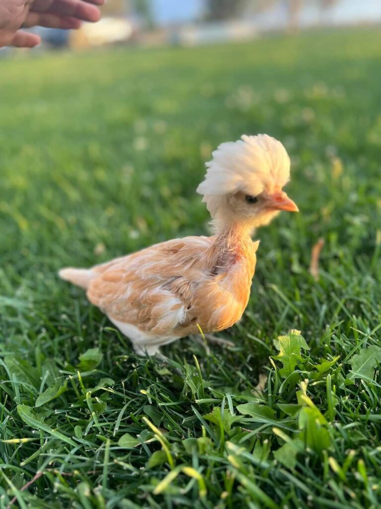 Buff Laced Polish Chicks | White Egg Layers | Cackle Hatchery®