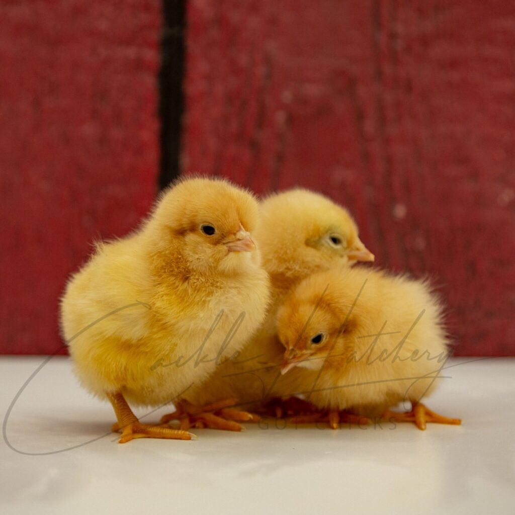 Buff Orpington Baby Chicks For Sale - Poultry For Sale | Cackle Hatchery®