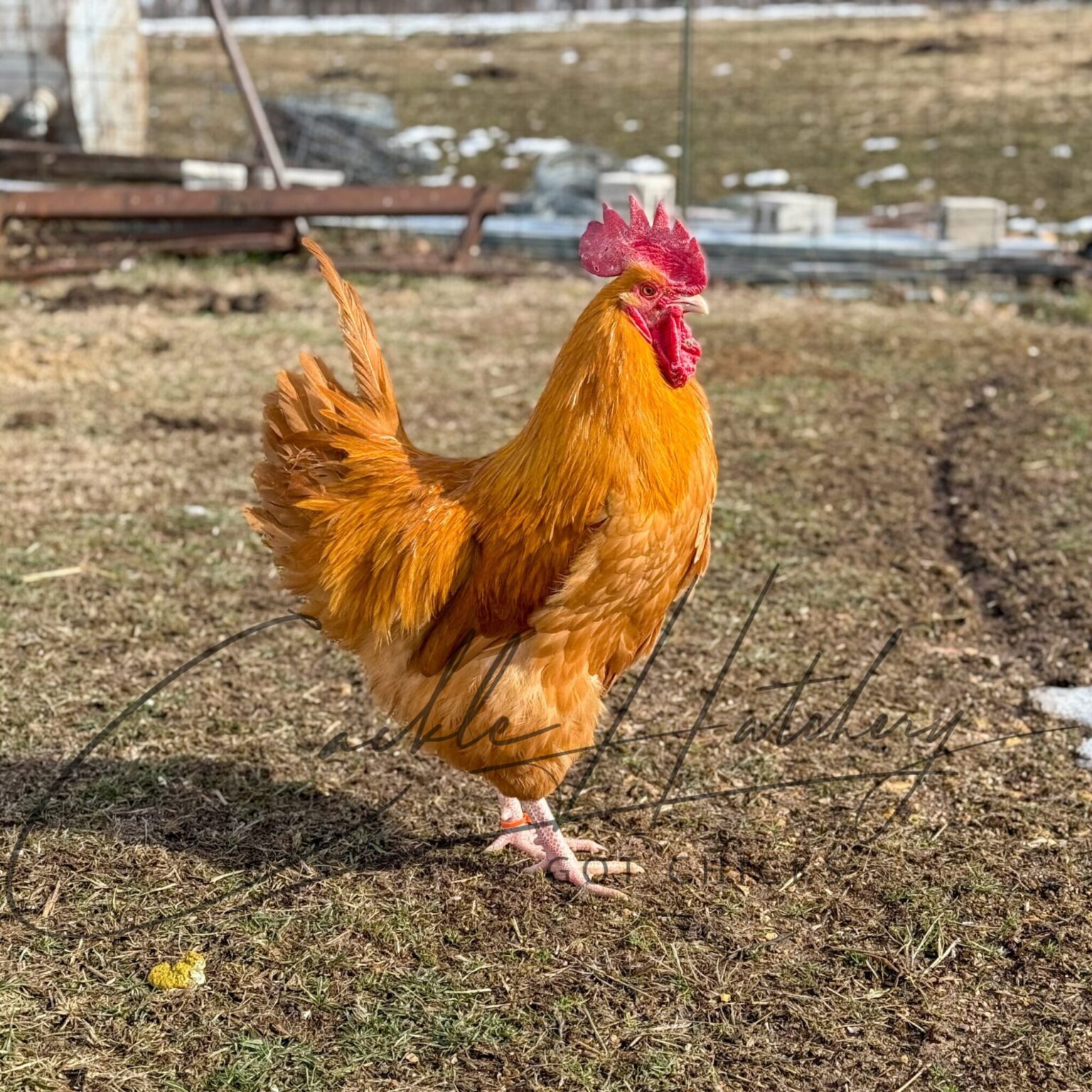 Buff Orpington Baby Chicks For Sale | Cackle Hatchery®