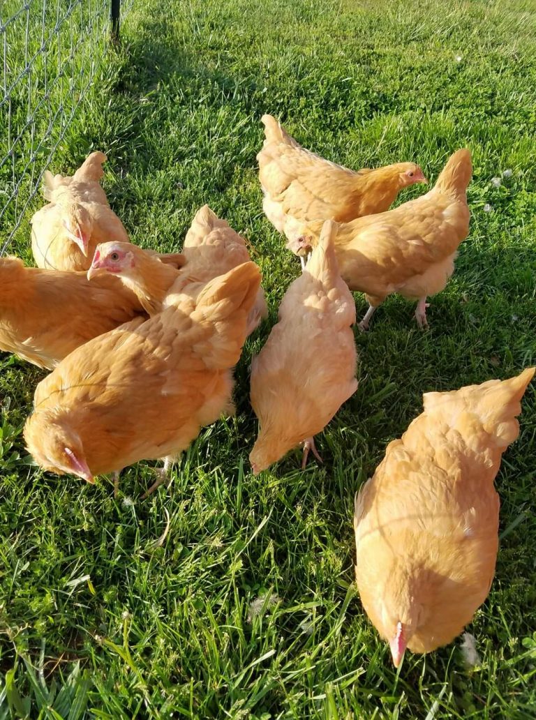 Buff Orpington Baby Chicks For Sale - Poultry For Sale | Cackle Hatchery®