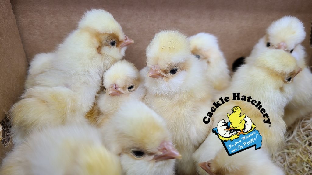 Buff Laced Polish Chicken - Chicks for Sale | Cackle Hatchery®