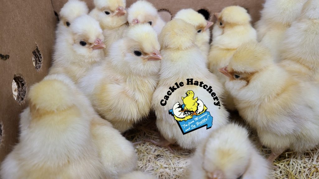 Buff Laced Polish Chicken - Chicks for Sale | Cackle Hatchery®