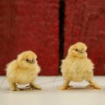 Buff Silkie Bantam Chicks - Baby Chickens for Sale | Cackle Hatchery®