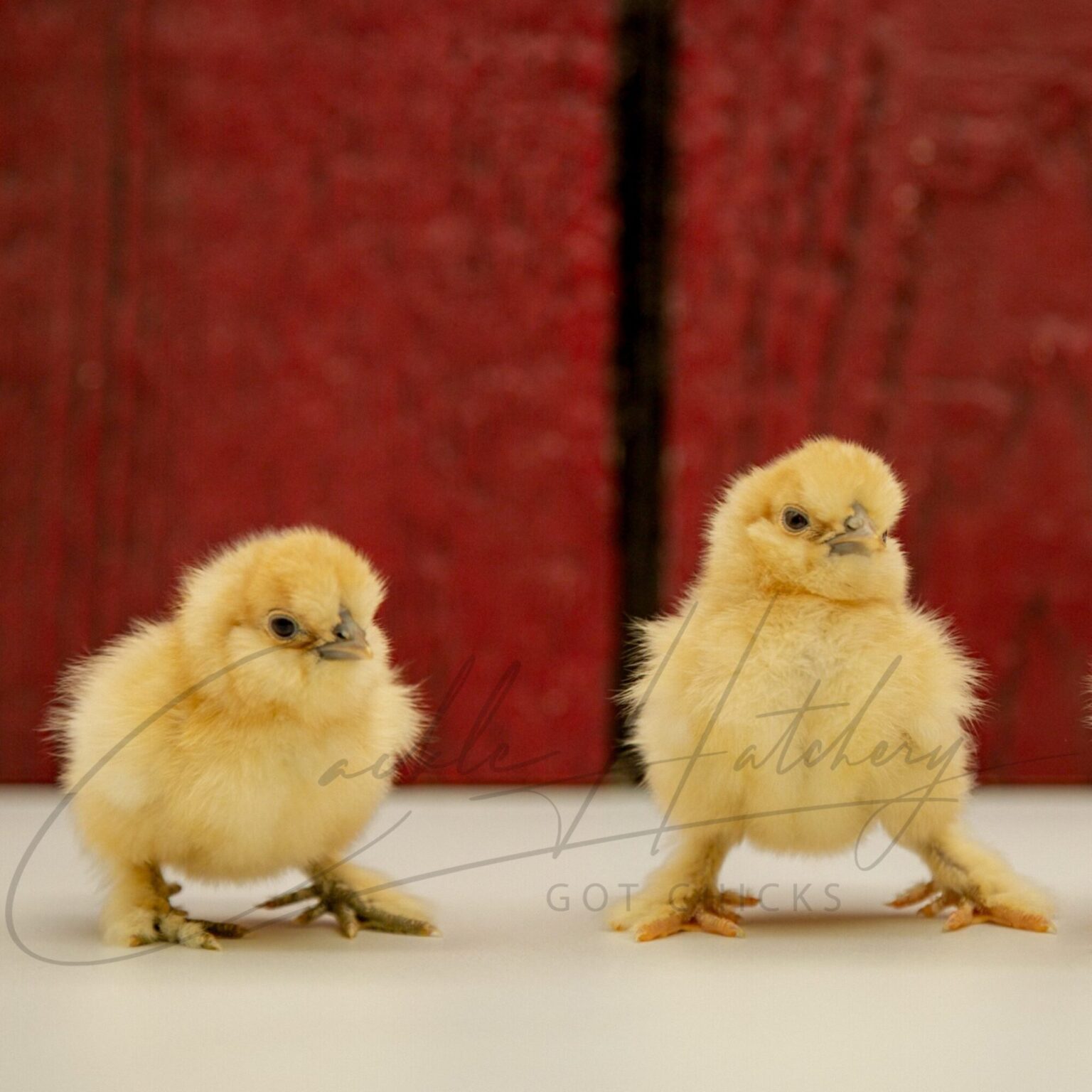 Buff Silkie Bantam Chicks - Baby Chickens for Sale | Cackle Hatchery®