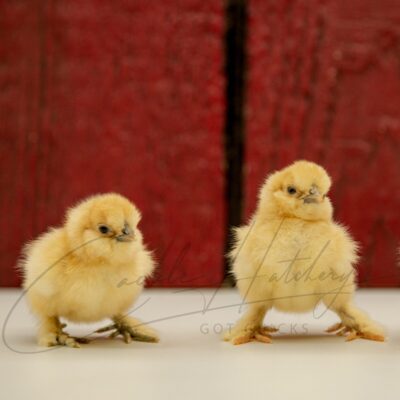 Buff Silkie Bantam Chicks - Baby Chickens for Sale | Cackle Hatchery®