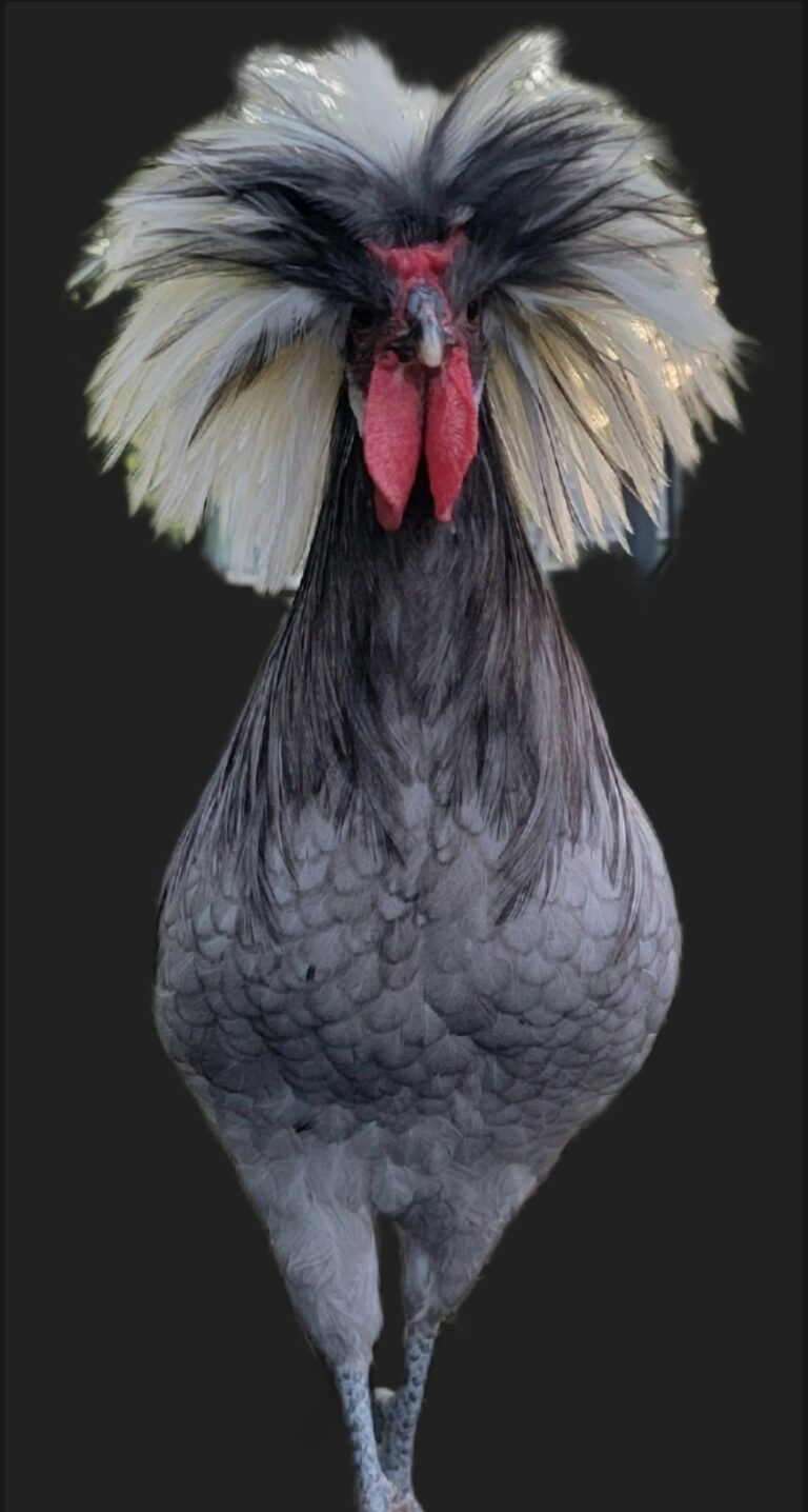 White Crested Blue Polish Chicken for Sale - White Egg Layers | Cackle ...