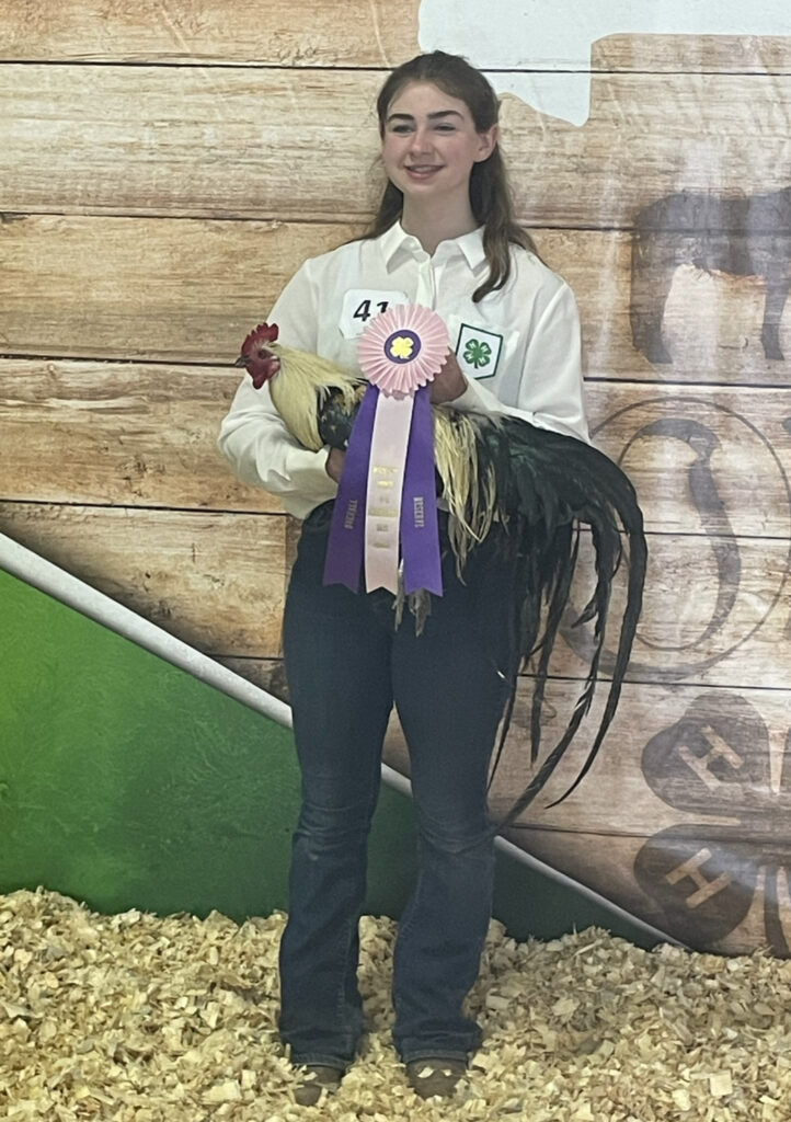 Silver Duckwing Standard Phoenix Chickens | Cackle Hatchery®