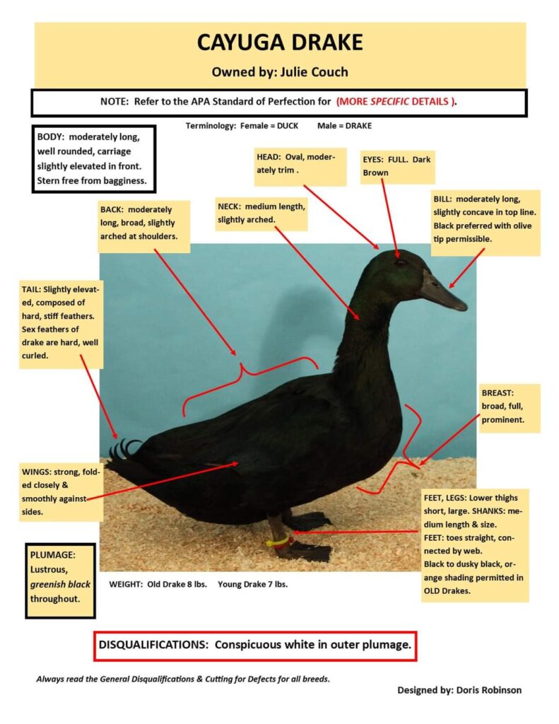 Cayugas : Baby Ducklings for Sale Online | Cackle Hatchery®