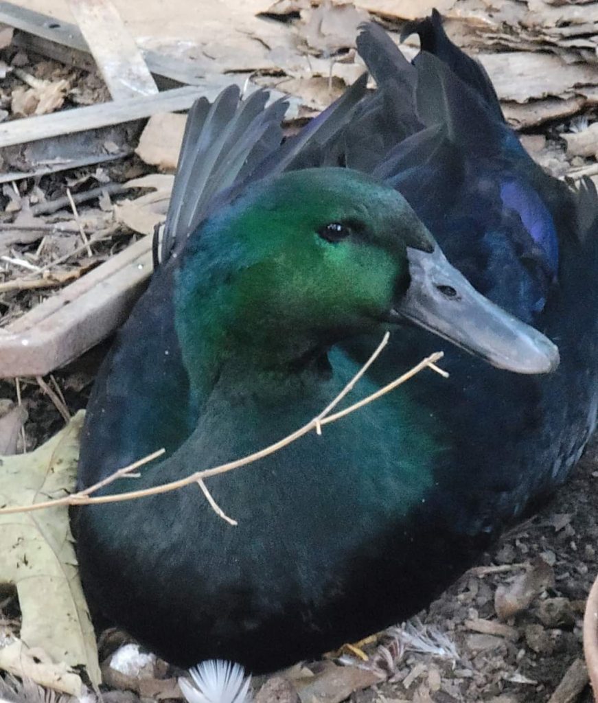 Cayugas : Baby Ducklings for Sale Online | Cackle Hatchery®