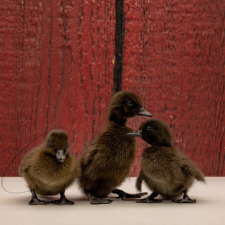 Cayuga Ducklings | Black Heritage Ducks | Cackle Hatchery®