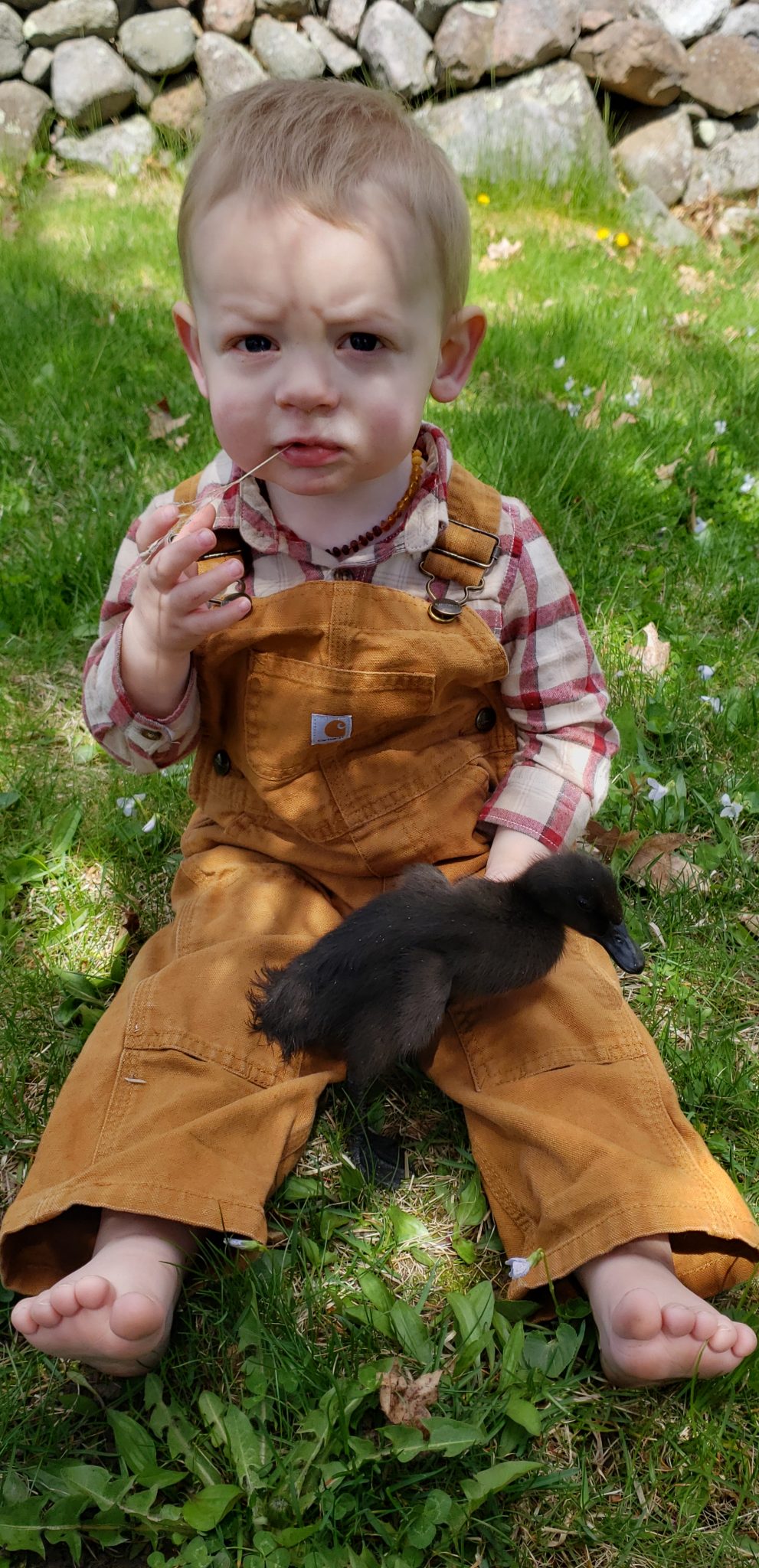 Cayugas : Baby Ducklings for Sale Online | Cackle Hatchery®