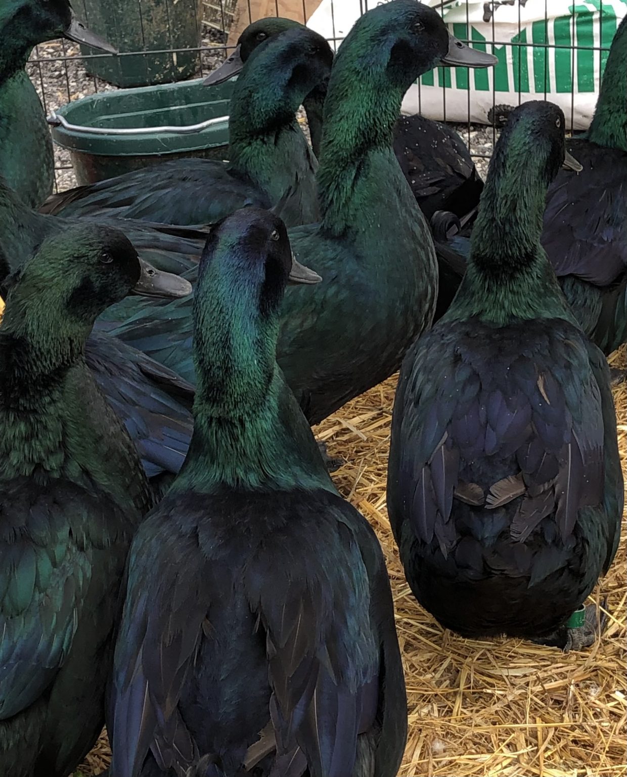 Cayugas : Baby Ducklings for Sale Online | Cackle Hatchery®