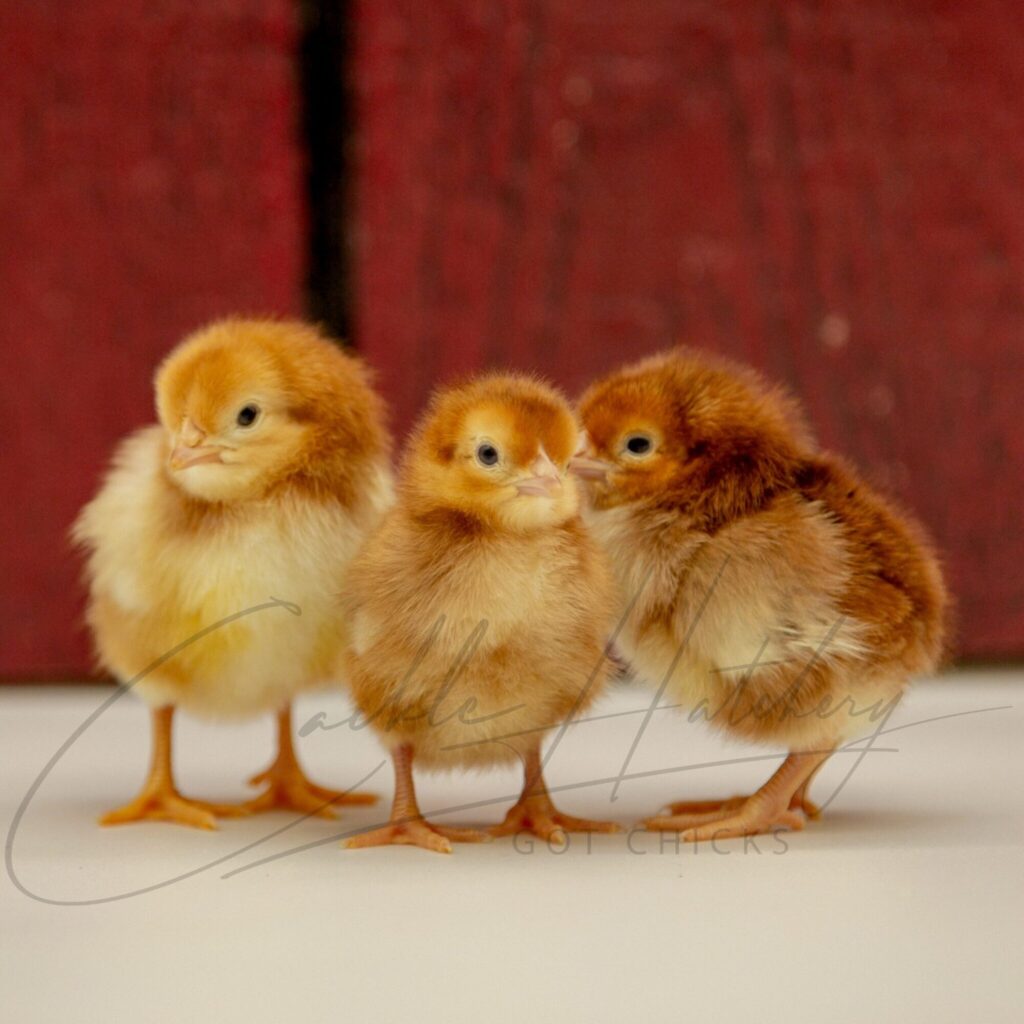 Cherry Egger™ - Brown Egg Laying Chickens | Cackle Hatchery®