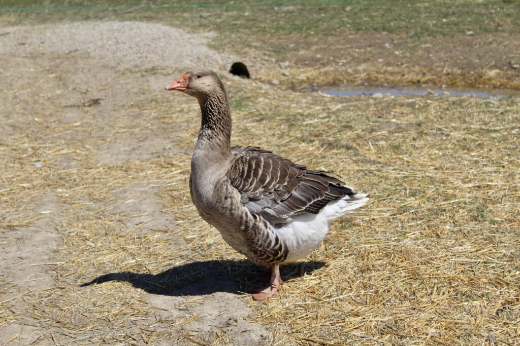 Toulouse Goslings for Sale | Production Geese | Cackle Hatchery®