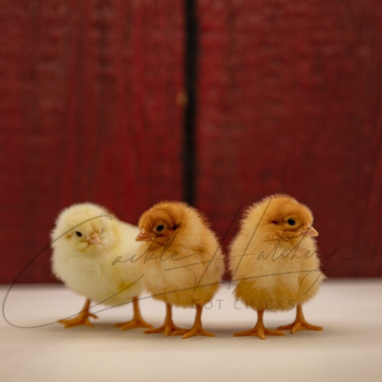 Cinnamon Queen Chicken - Chicks for Sale | Cackle Hatchery®