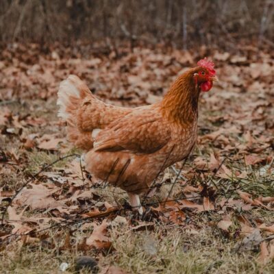 Cinnamon Queen Chicken - Chicks for Sale | Cackle Hatchery®