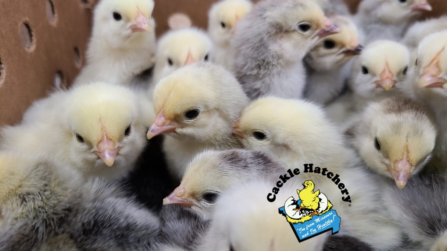Columbian Rock - Chickens for Sale & Info | Cackle Hatchery®