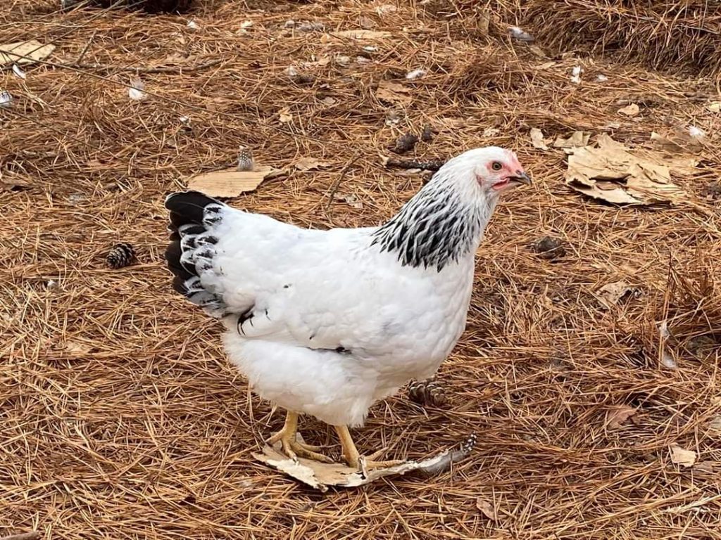 Columbian Rock - Chickens for Sale & Info | Cackle Hatchery®