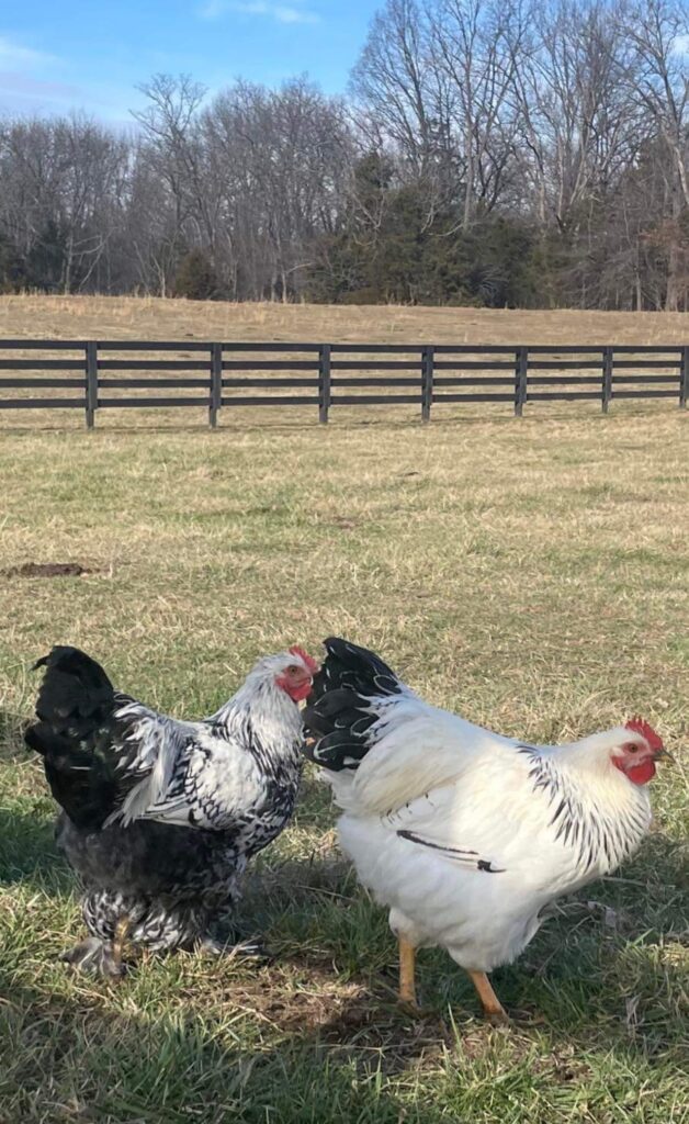 Silver Laced Cochin Standard Chickens for Sale | Cackle Hatchery®