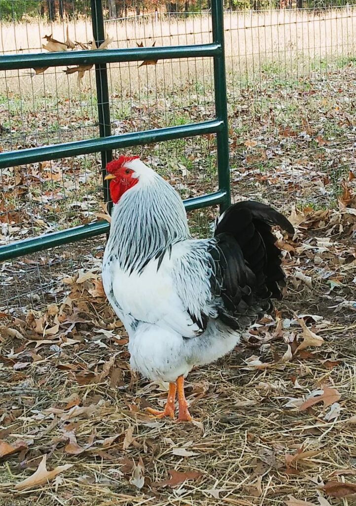 Columbian Wyandotte - Baby Chicks for Sale | Cackle Hatchery®