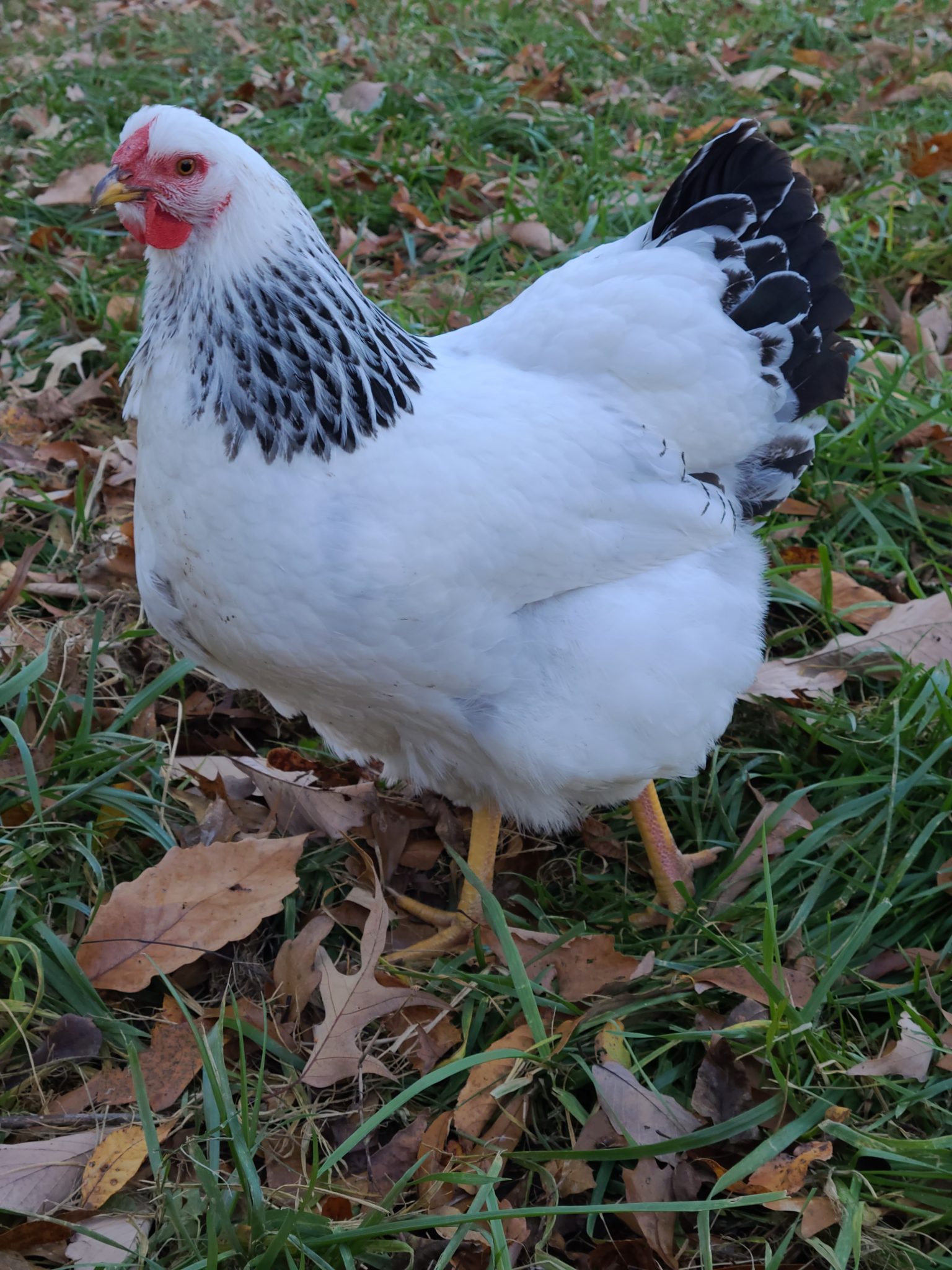 Columbian Wyandotte - Baby Chicks for Sale | Cackle Hatchery®