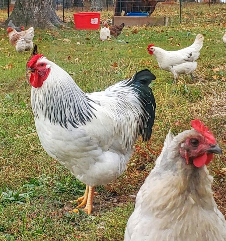 Columbian Wyandotte - Baby Chicks for Sale | Cackle Hatchery®