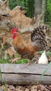 Crele Old English Game Bantam Chicks | Show Bantams
