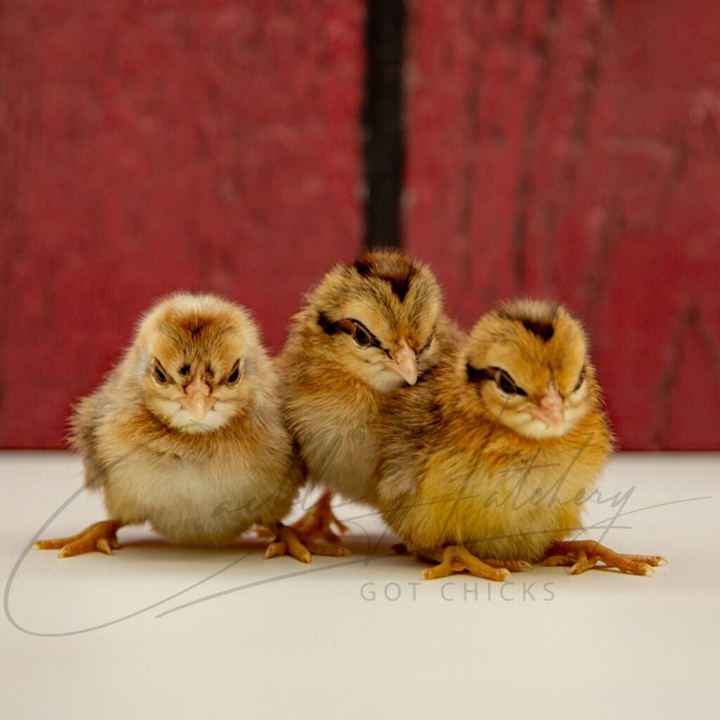 Crele Old English Game Bantam Chicks | Show Bantams