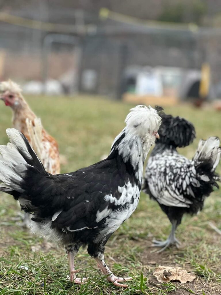 Crested "Top Hat" Baby Chick Special | Cackle Hatchery®