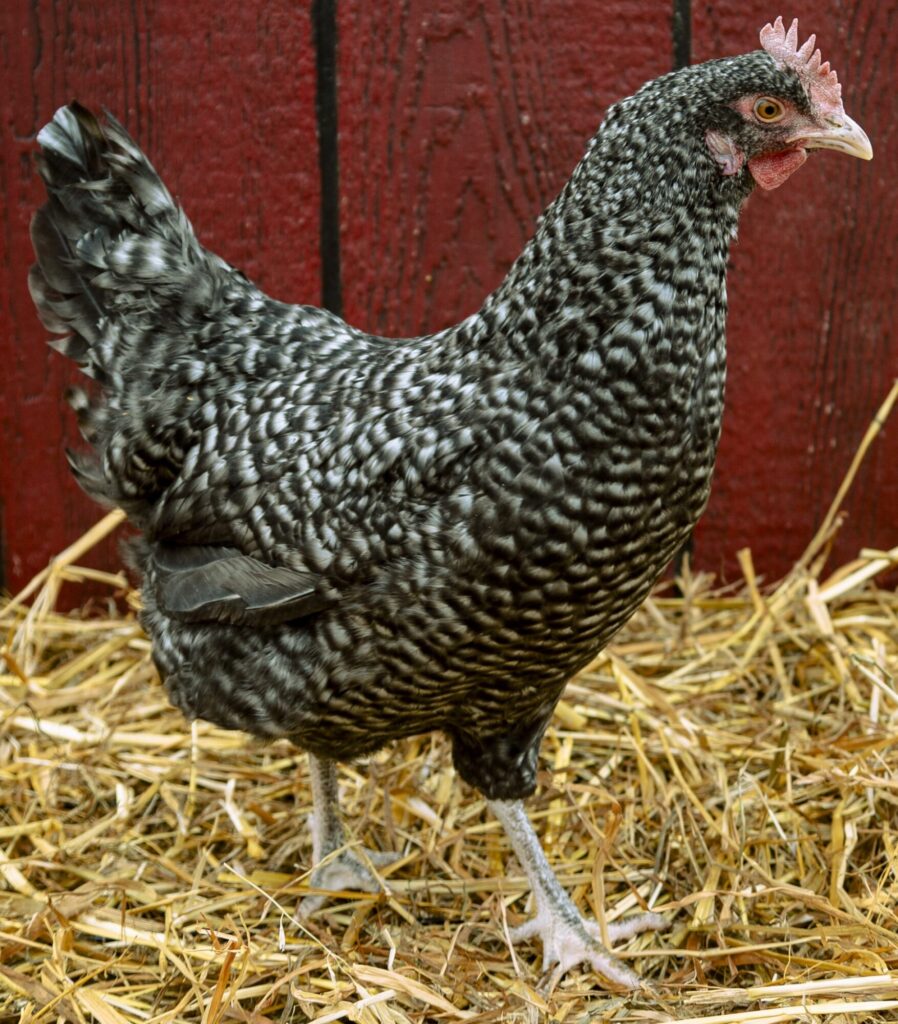 Cuckoo Maran Chicks | Dark Brown Egg Layers | Cackle Hatchery®